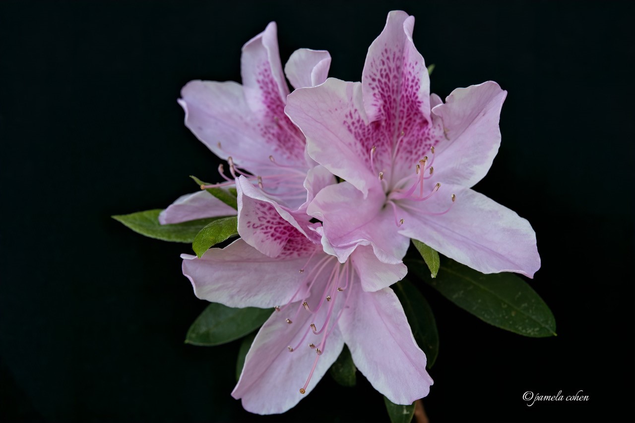 Gallery: Photo Walk - Magnolia Cemetery - Kiawah Island Photography Club